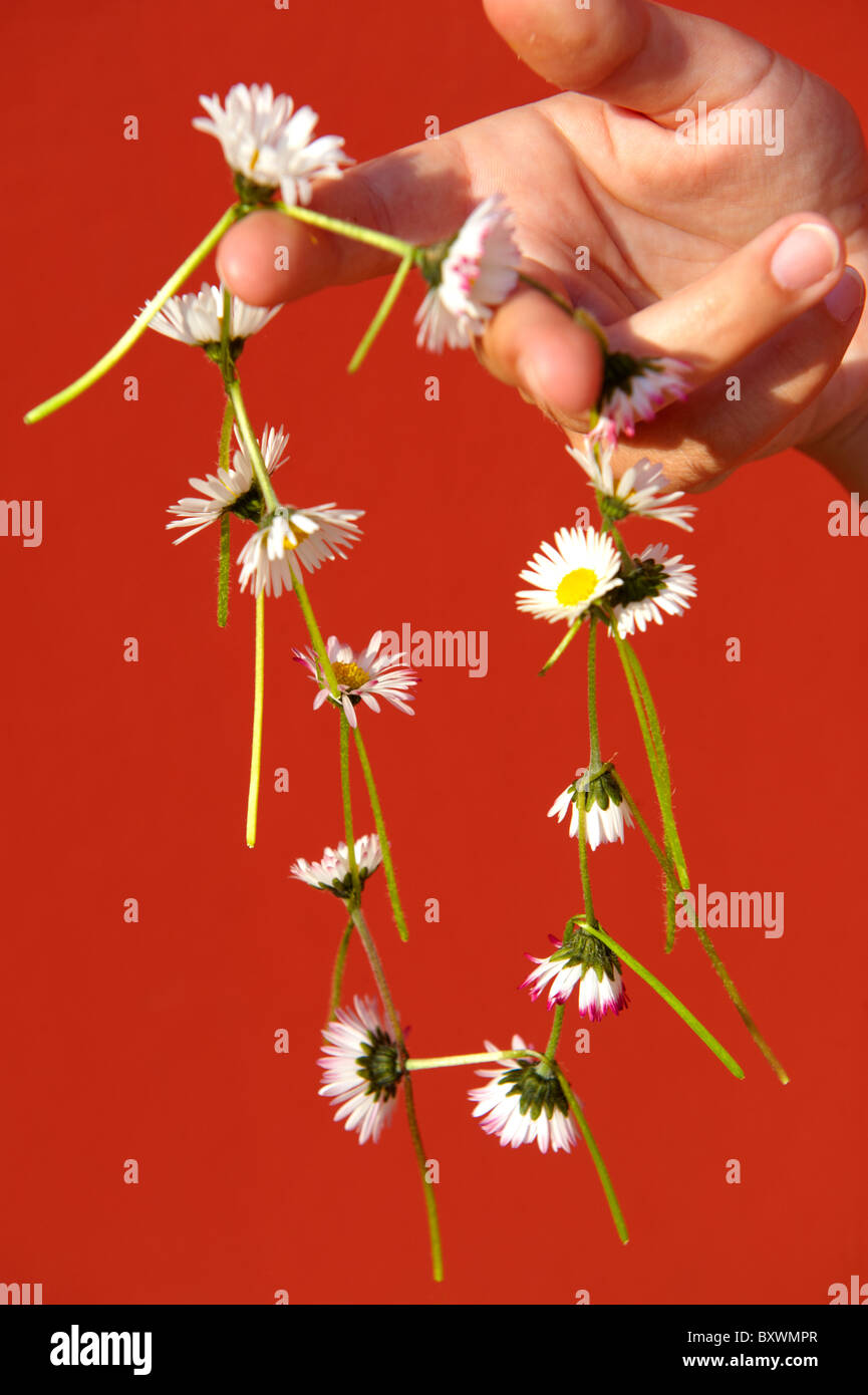 Daisy chain being made Stock Photo - Alamy