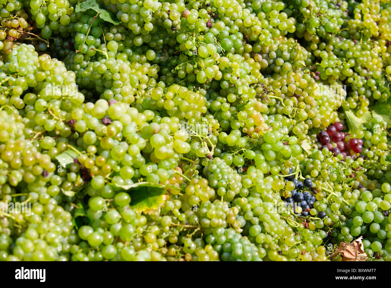 Picking grapes hungary hi-res stock photography and images - Alamy