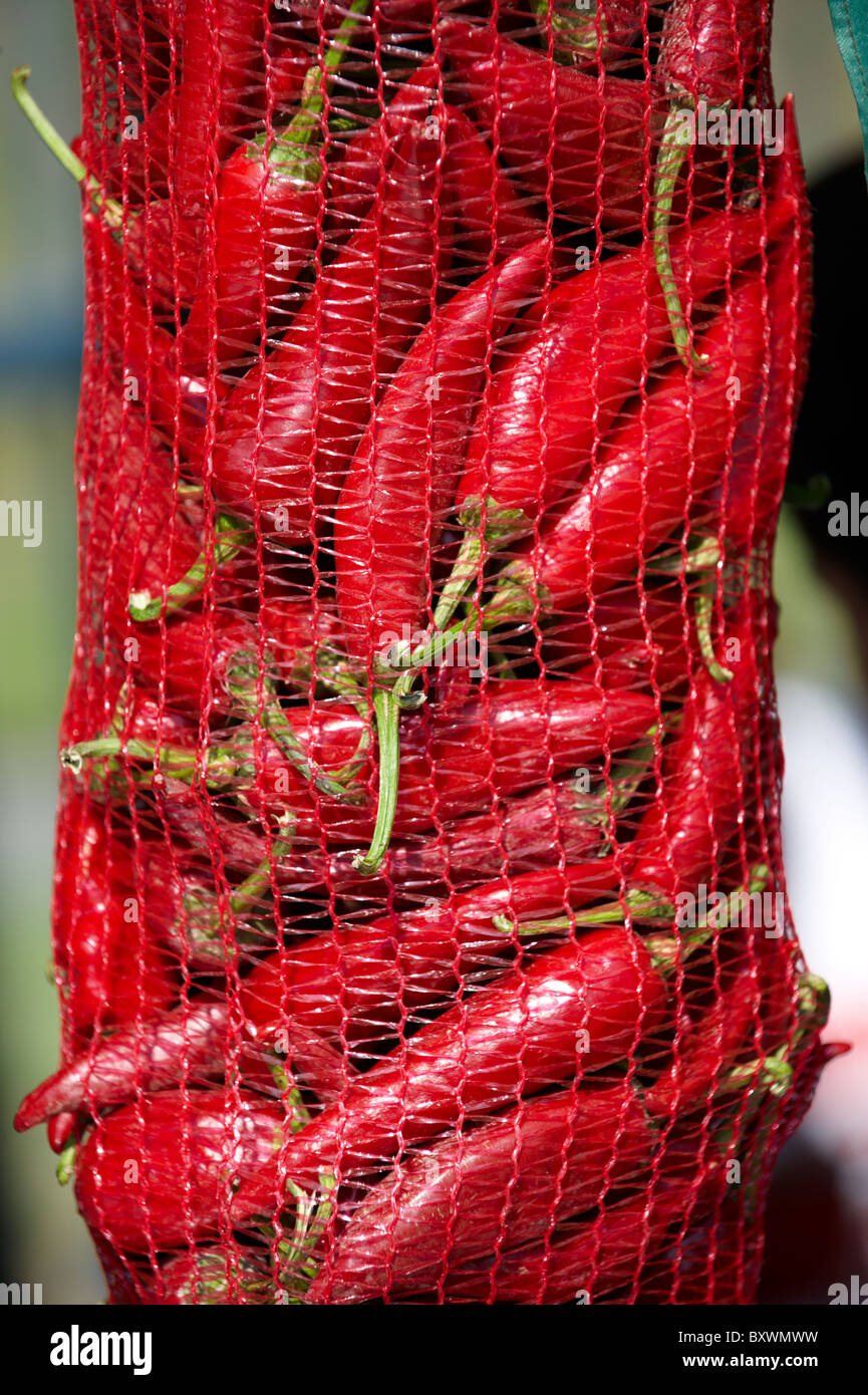 Capsicum annuum or chili peppers drying to make Hungarian paprika ...