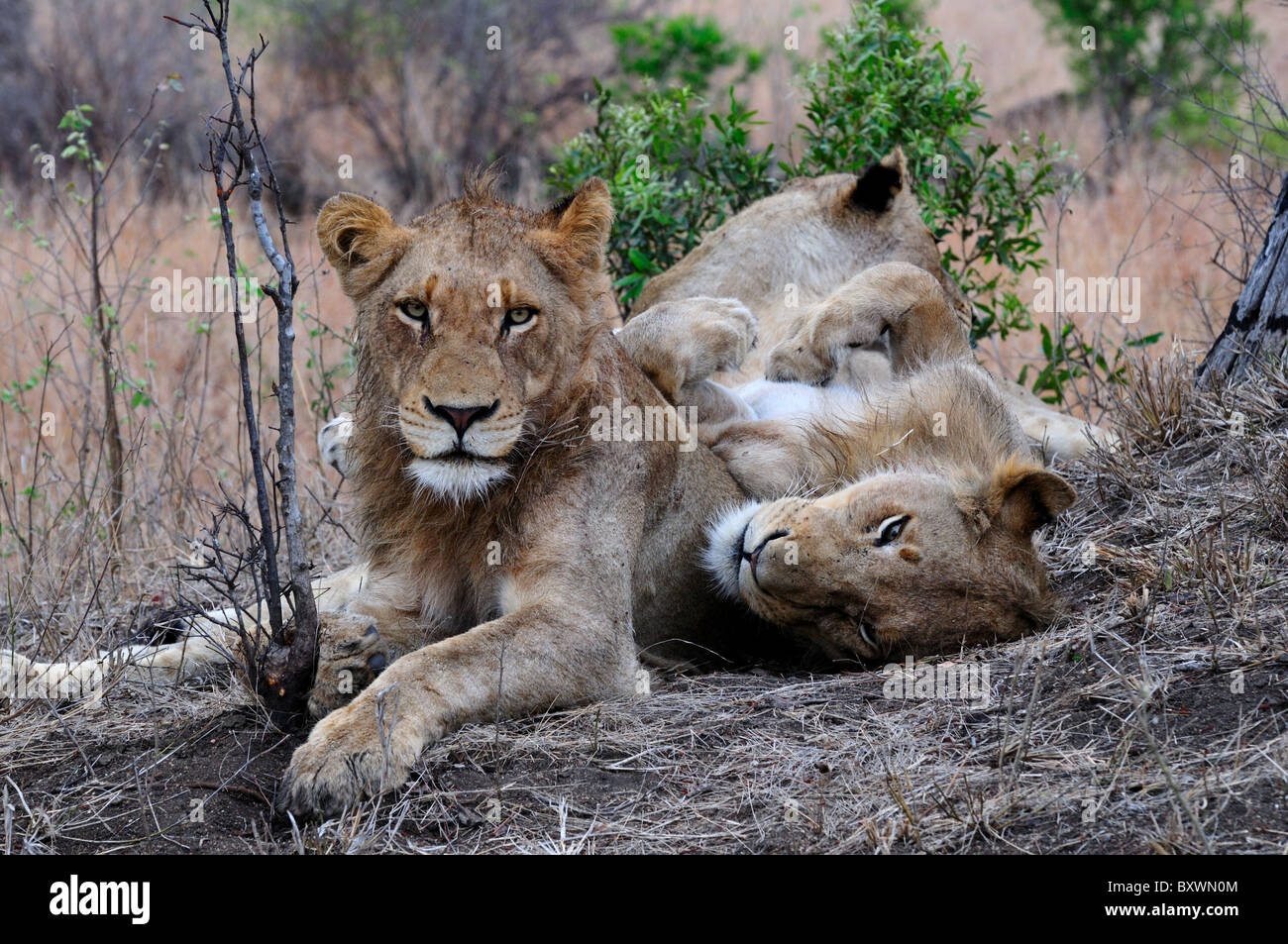 Three lions hi-res stock photography and images - Alamy