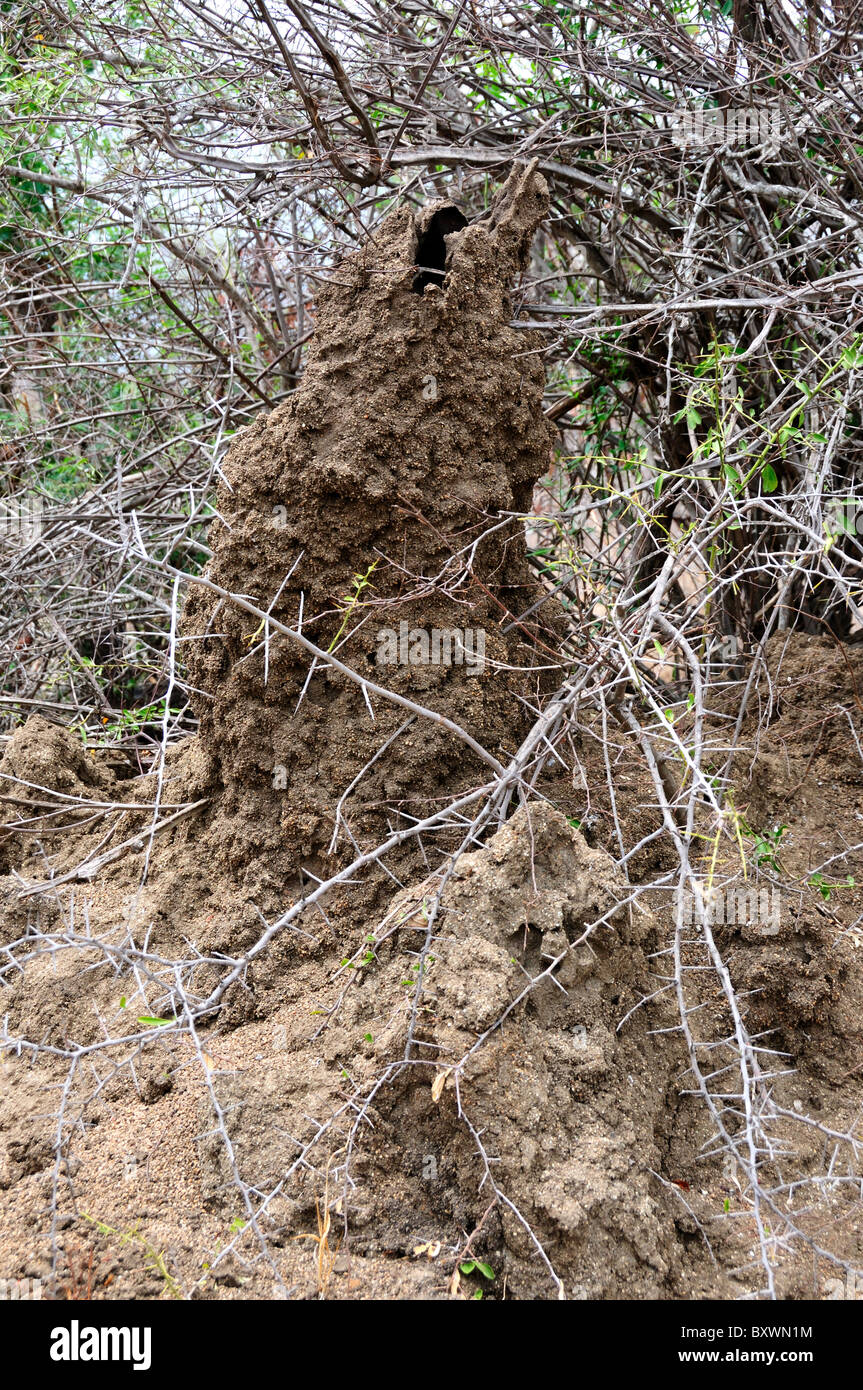 An active termite mount. Kruger National Park, South Africa Stock Photo ...
