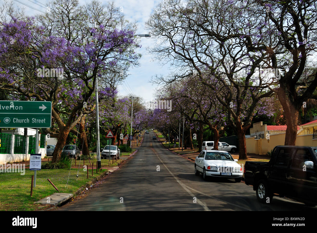 Jacaranda south africa hi-res stock photography and images - Alamy