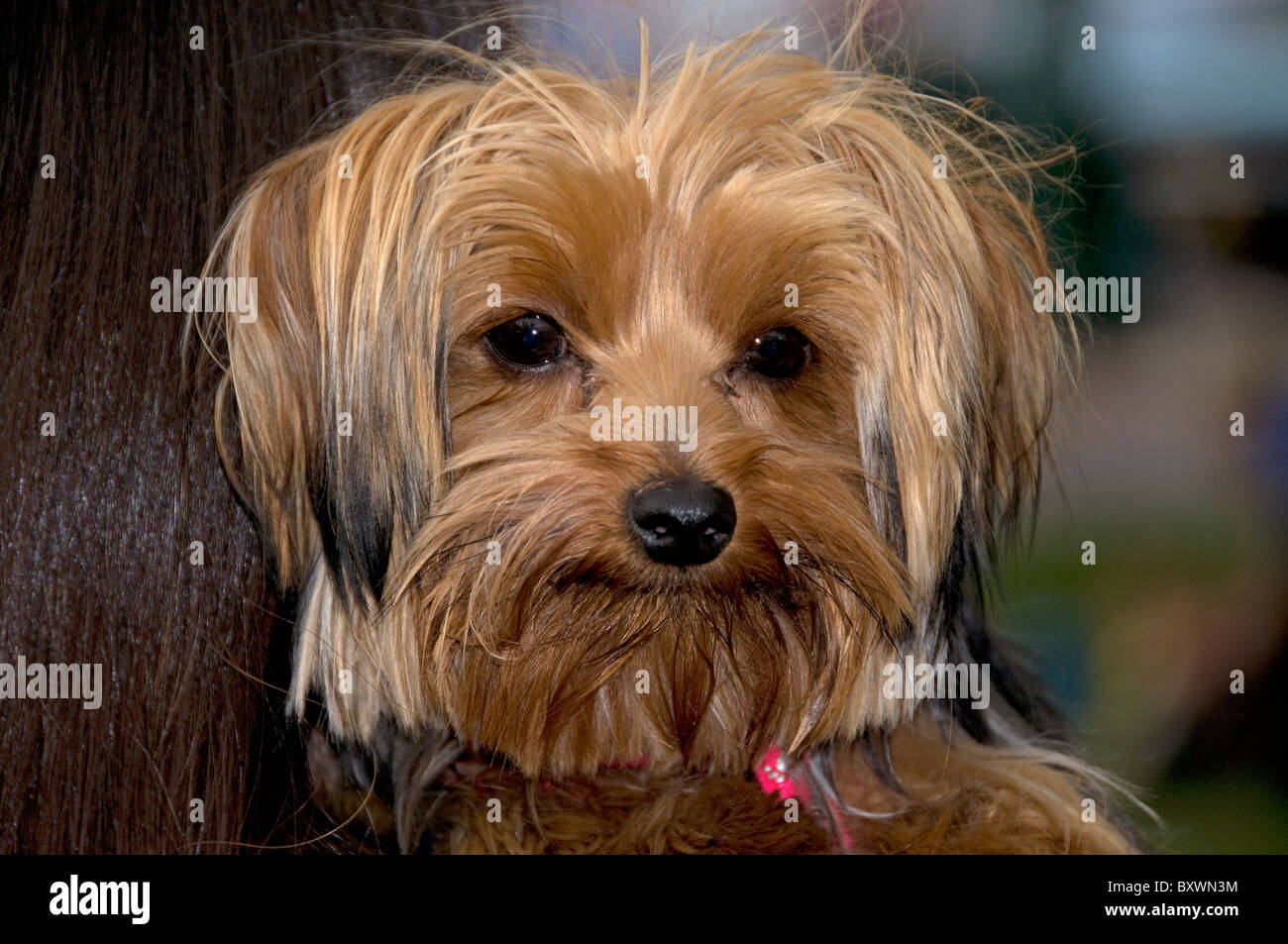 Closeup of Yorkshire Terrier dog face Stock Photo - Alamy