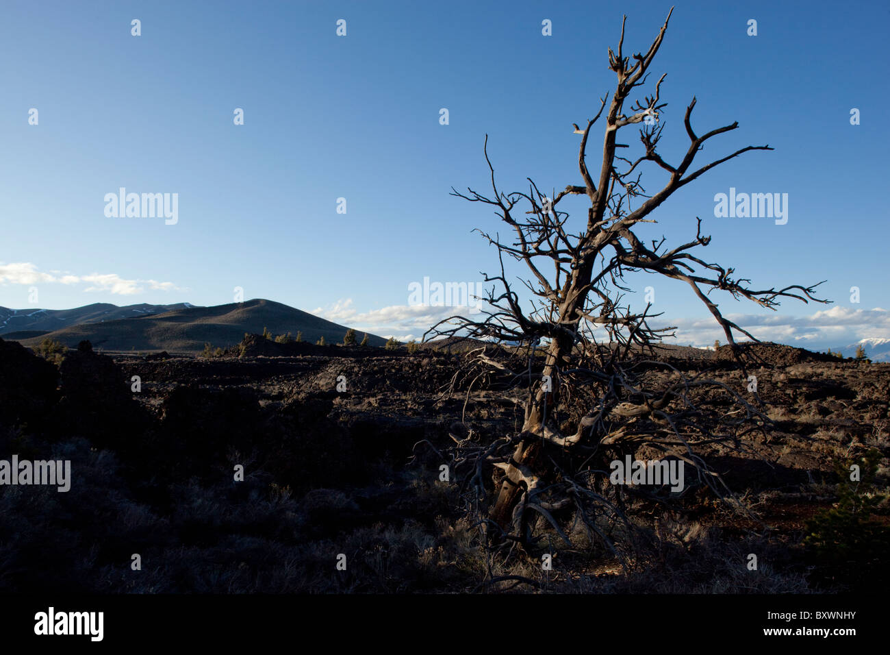 USA, Idaho, Craters of the Moon National Monument, Gnarled tree and ...