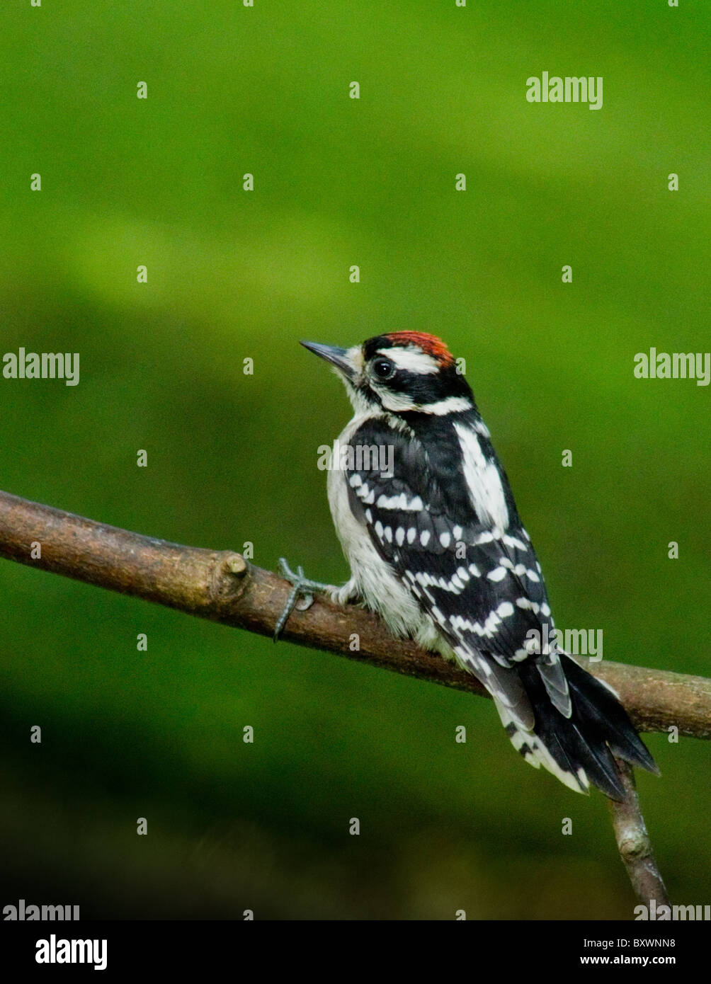 juvenile Downy Woodpecker Picoides pubescens Stock Photo - Alamy