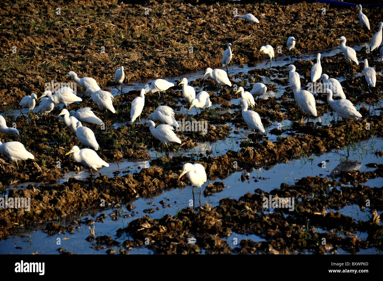 Egrets of india hi-res stock photography and images - Alamy