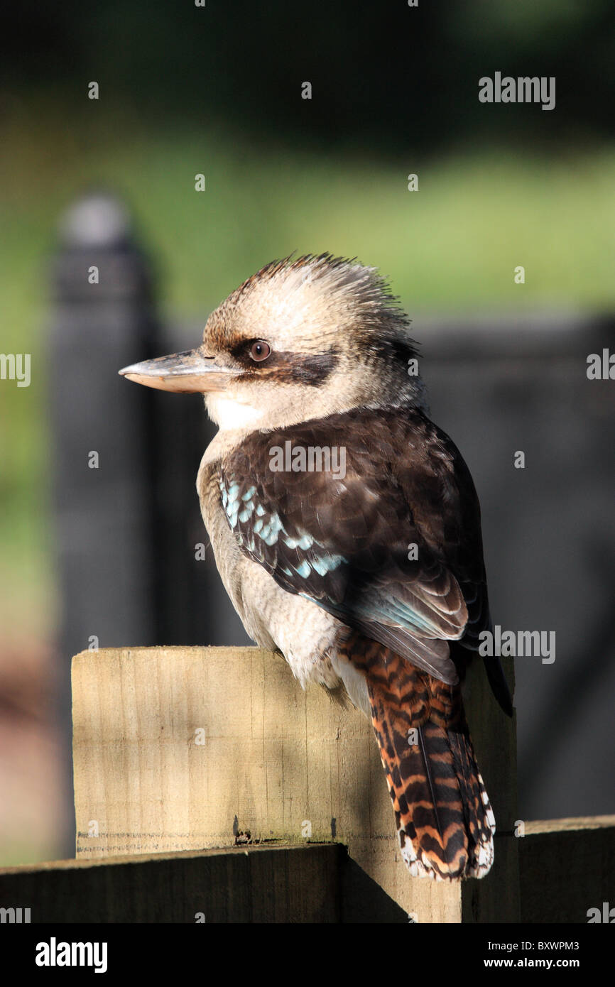 KOOKABURRA SITTING ON A FENCE POST BDA VERTICAL Stock Photo - Alamy