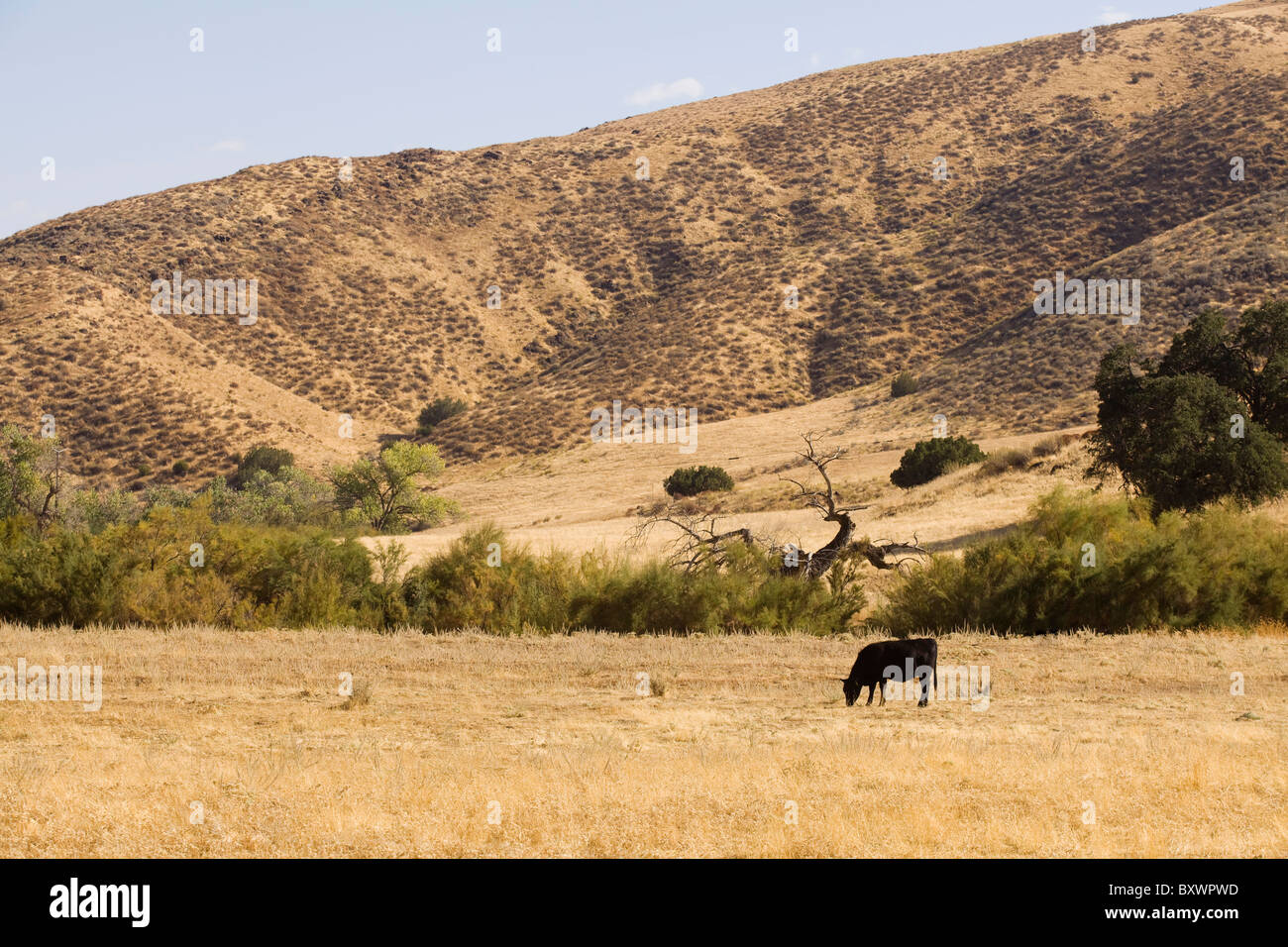 Angus bull hi-res stock photography and images - Alamy