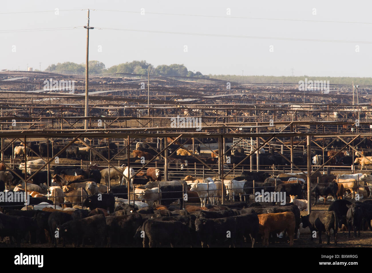 Large scale cattle farm - California USA Stock Photo - Alamy