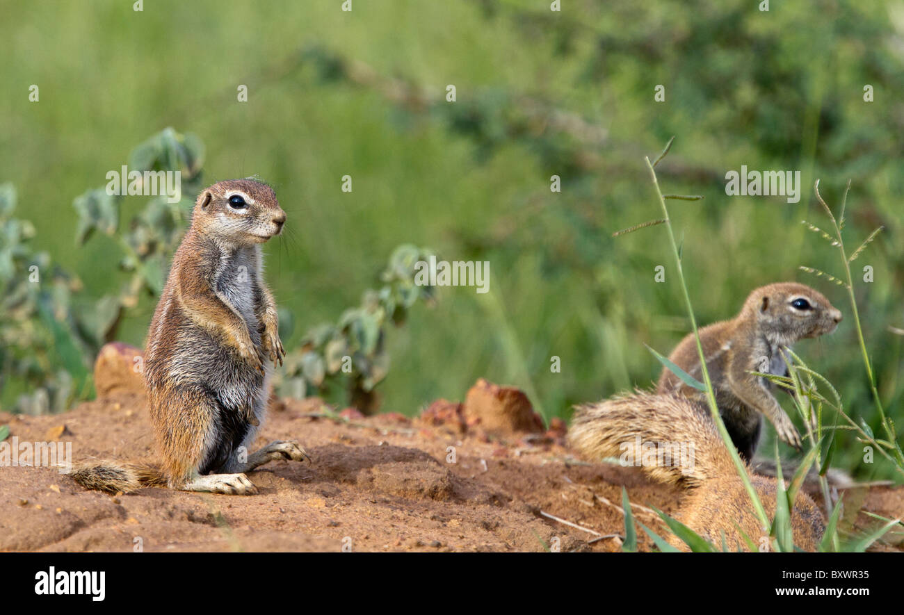 Cape ground squirrels (Xerus inauris Stock Photo - Alamy