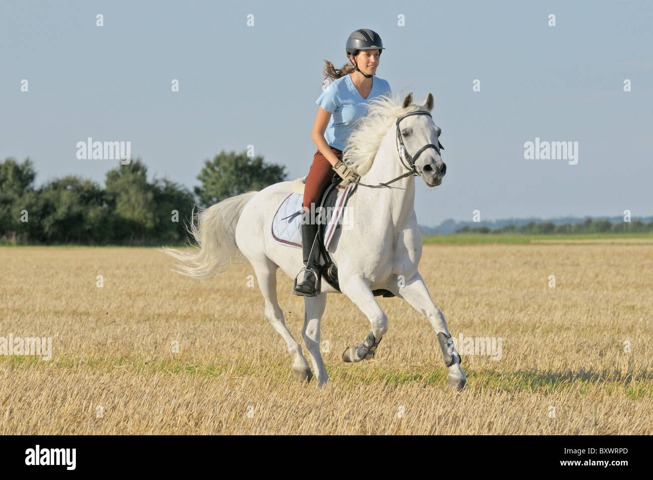 Rider On German Riding Pony High Resolution Stock Photography and ...
