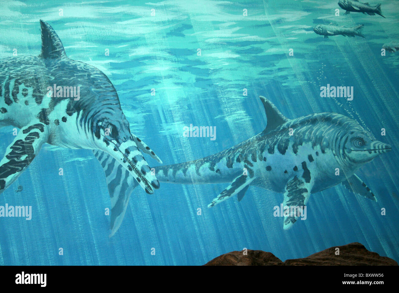 Jurassic Ichthyosaurus Mural Stock Photo - Alamy