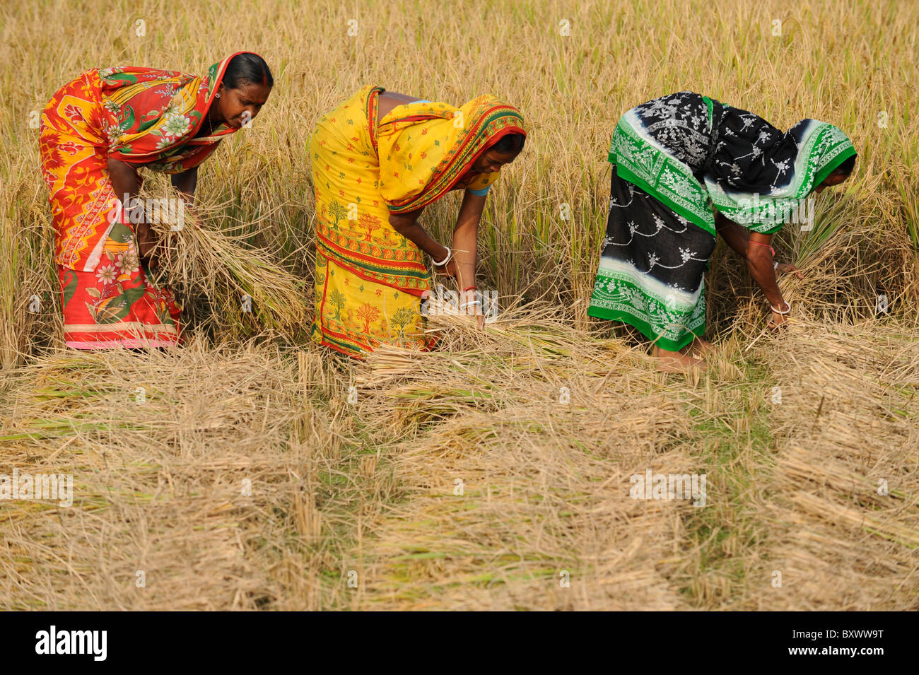 Rice Cultivation India High Resolution Stock Photography and Images - Alamy