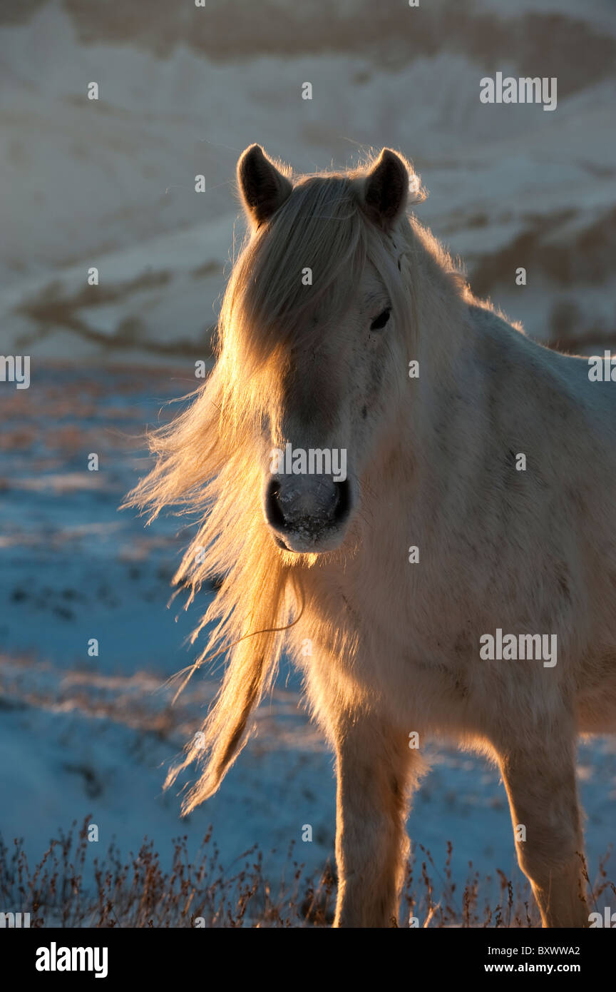 White Fell pony backlit with low evening winter sunshine Stock Photo ...