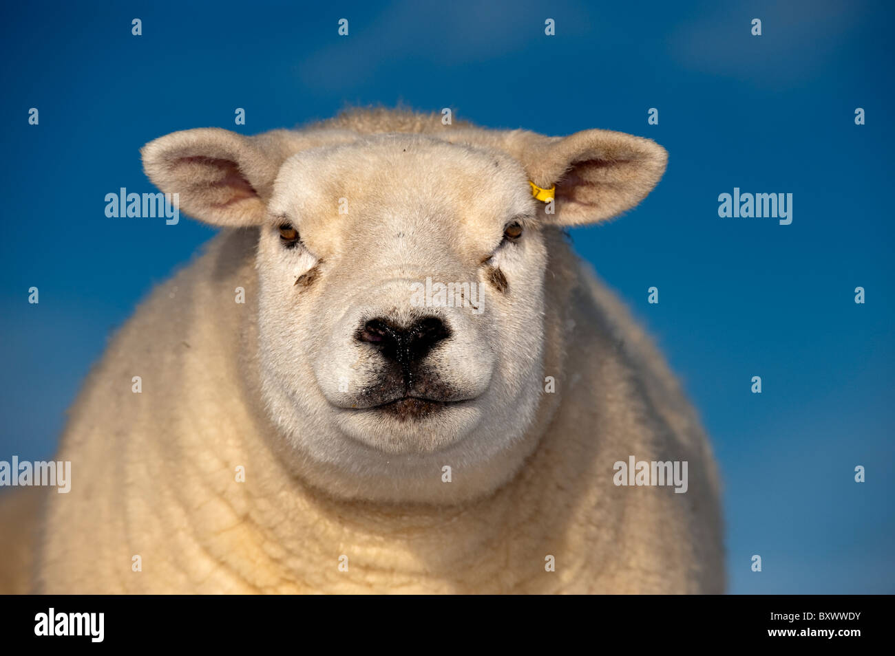 Close up of head on a Texel ewe Stock Photo - Alamy