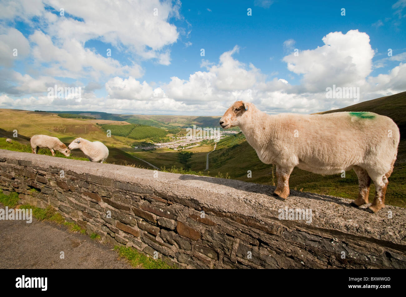 Welsh farm hi-res stock photography and images - Alamy