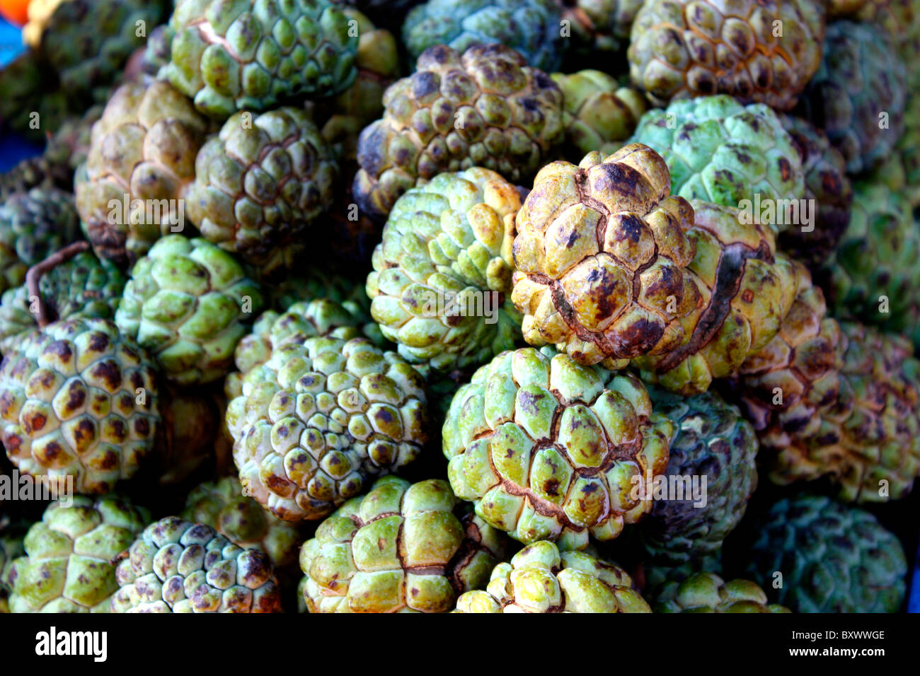 Sugar-apple ( Annona squamosa Stock Photo - Alamy