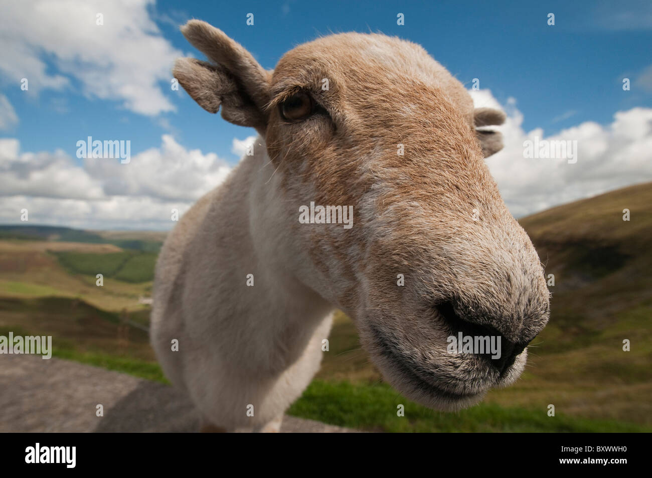 Sheep wide angle hi-res stock photography and images - Alamy