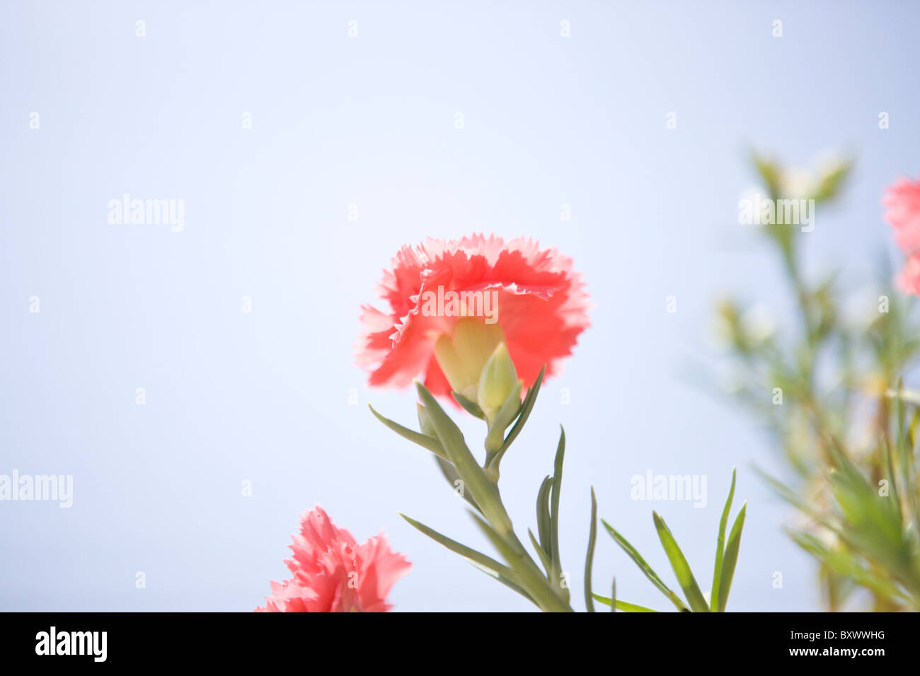 A pink carnation Stock Photo - Alamy