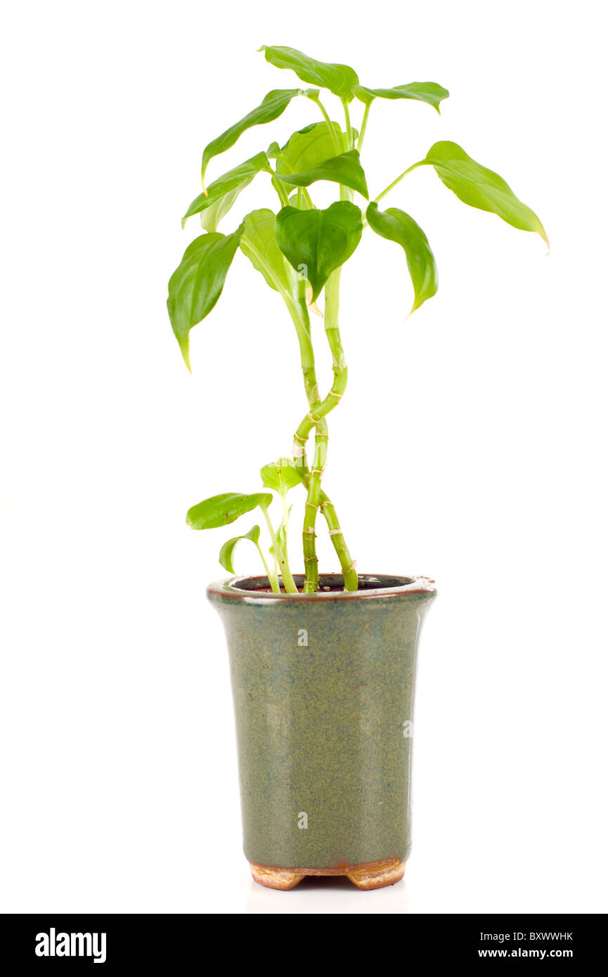 Green potted houseplant Cut Out Stock Images & Pictures - Alamy