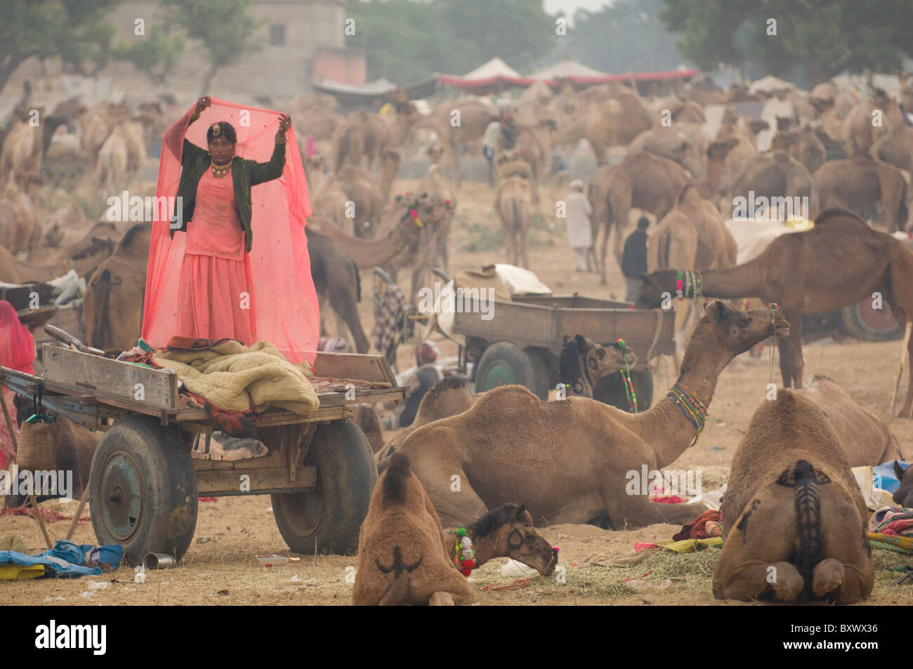 Woman standing on a camel cart, putting on a red veil amidst a sea of ...