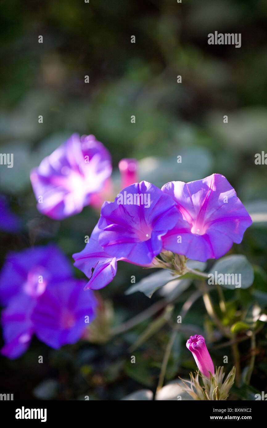 Purple bindweed or morning glory flowers Stock Photo - Alamy