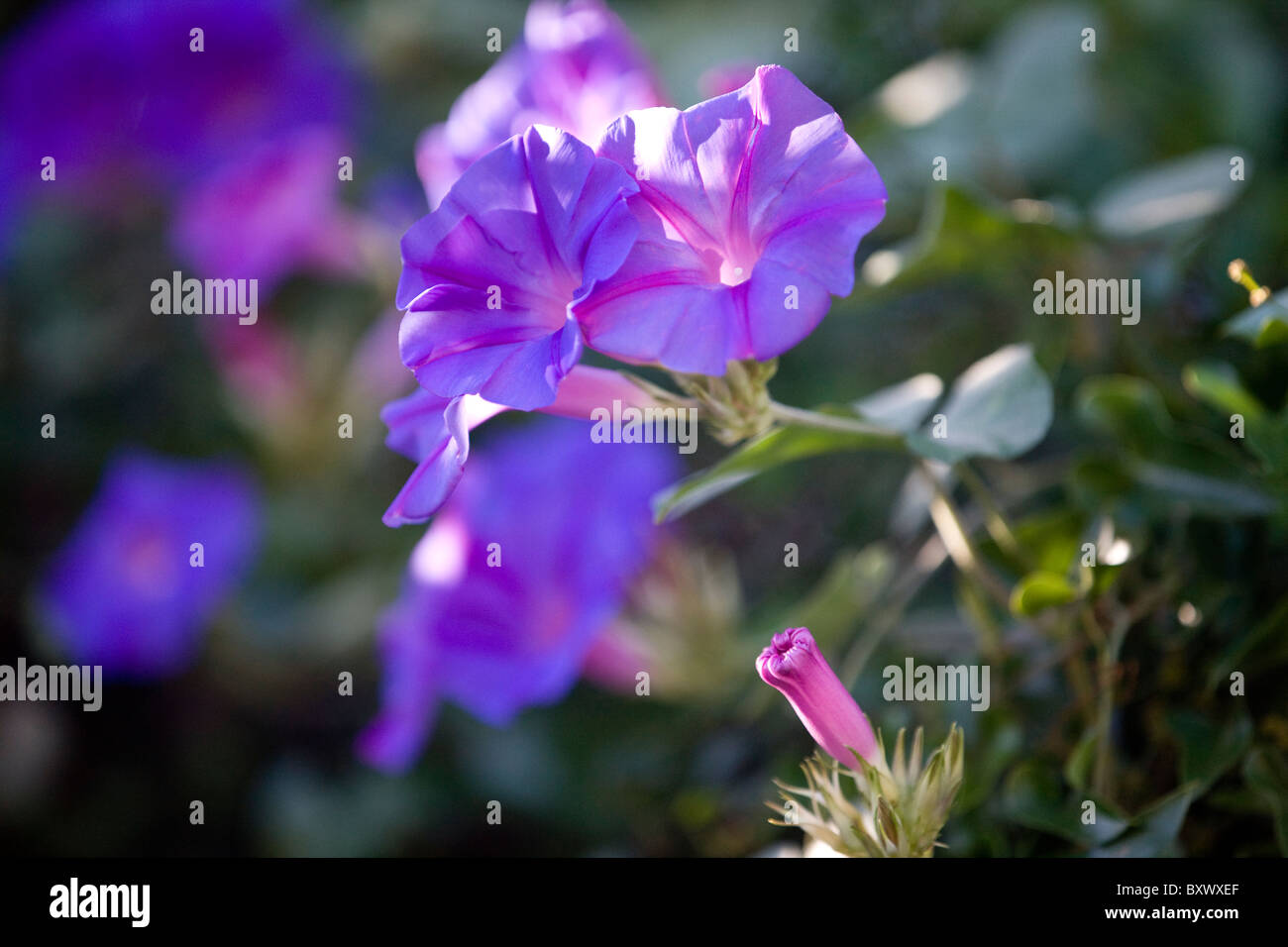 Purple bindweed or morning glory flowers Stock Photo - Alamy