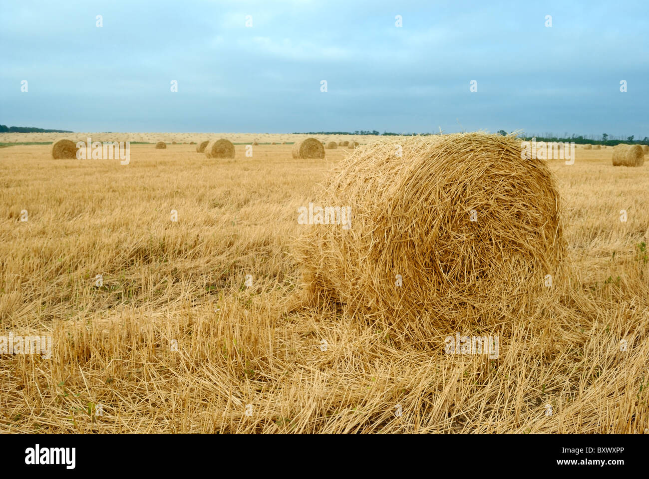 field after harvesting crops. autumn Stock Photo - Alamy
