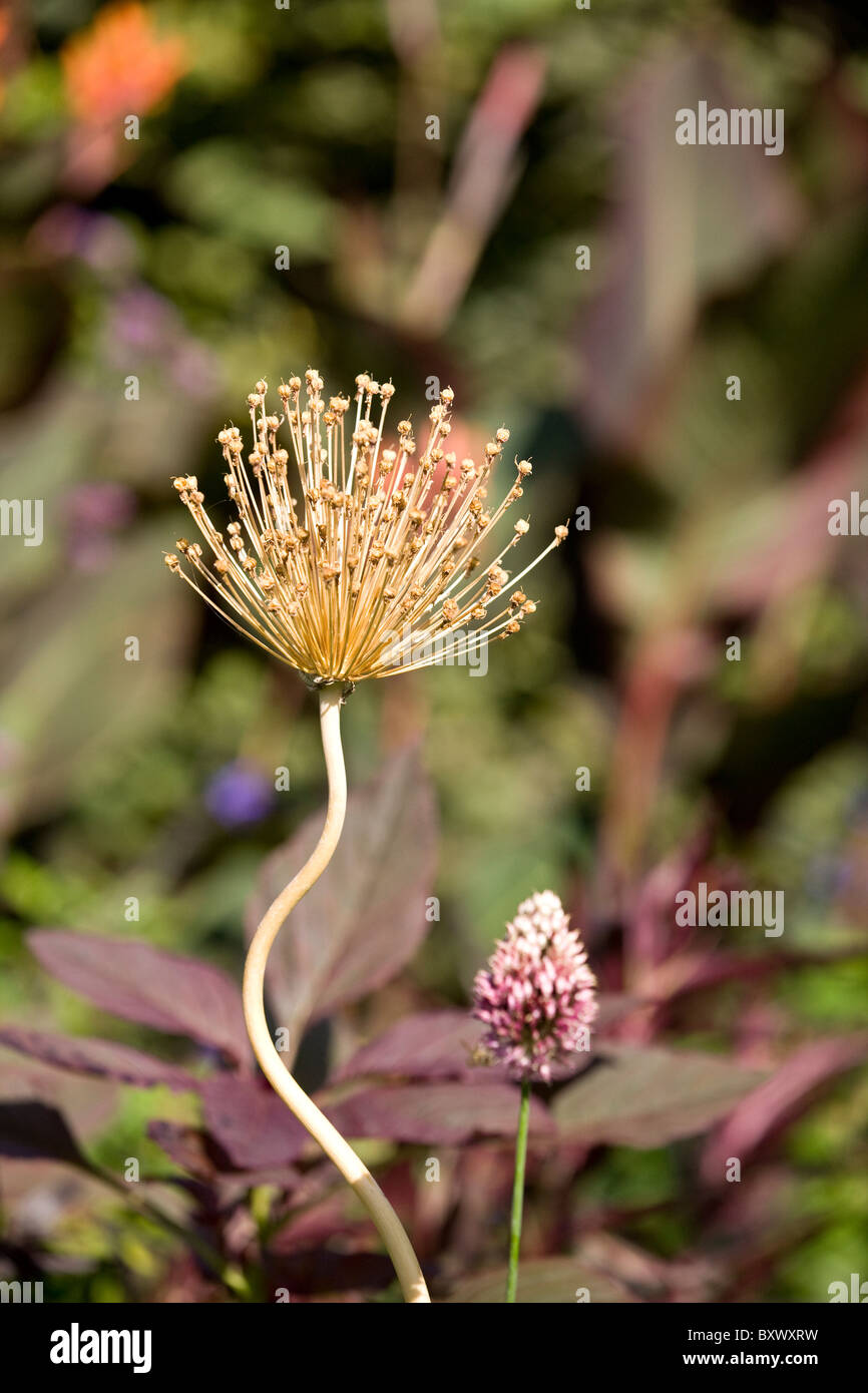 A flower seed head Stock Photo - Alamy
