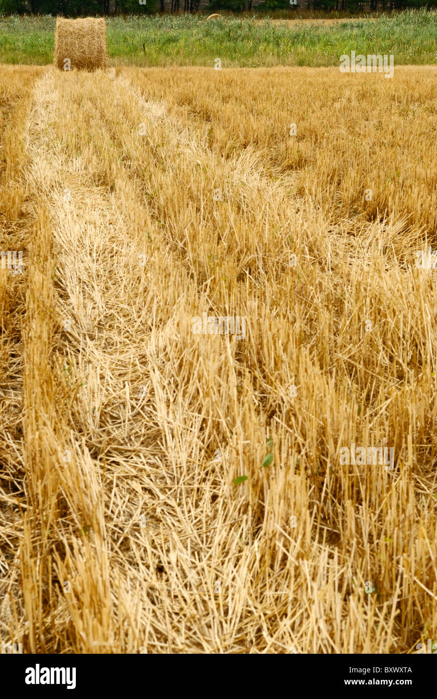 Field after harvesting hi-res stock photography and images - Alamy