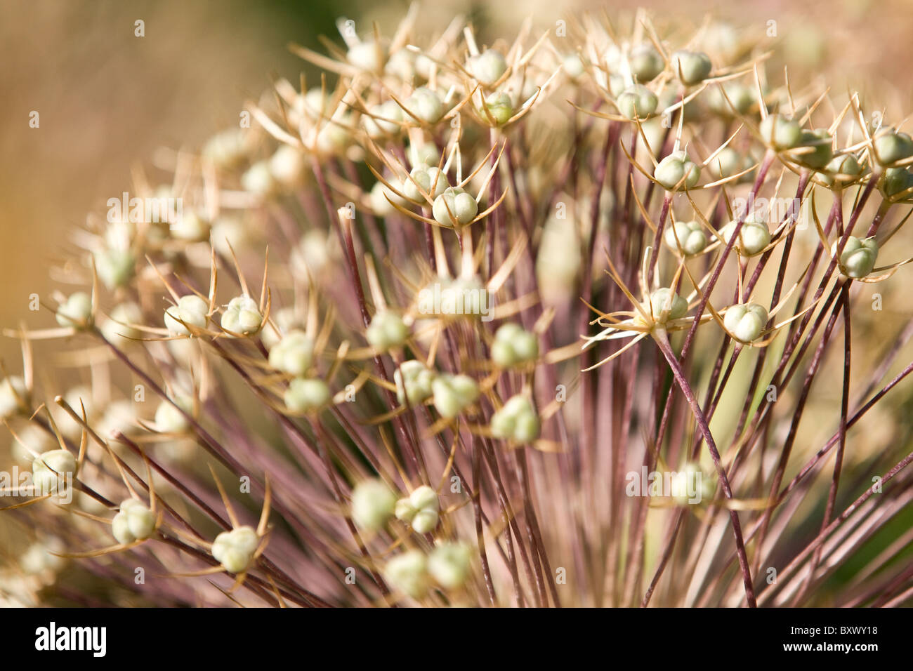 A flower seed head, close up Stock Photo - Alamy