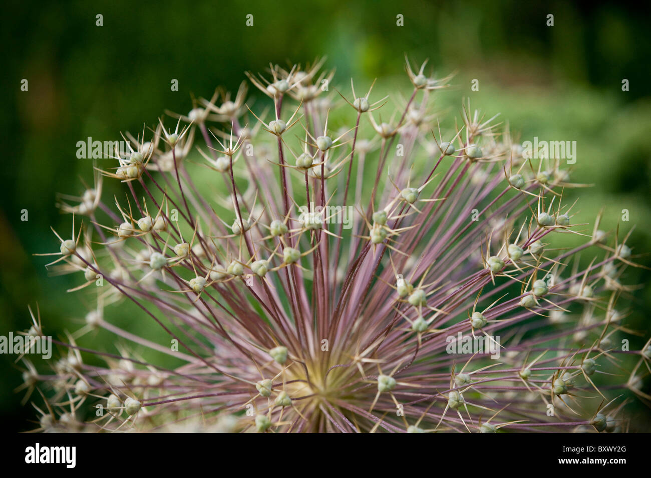 Umbelliferous seed head hi-res stock photography and images - Alamy