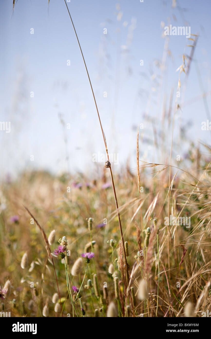 Wild flowers and grasses in a meadow Stock Photo - Alamy