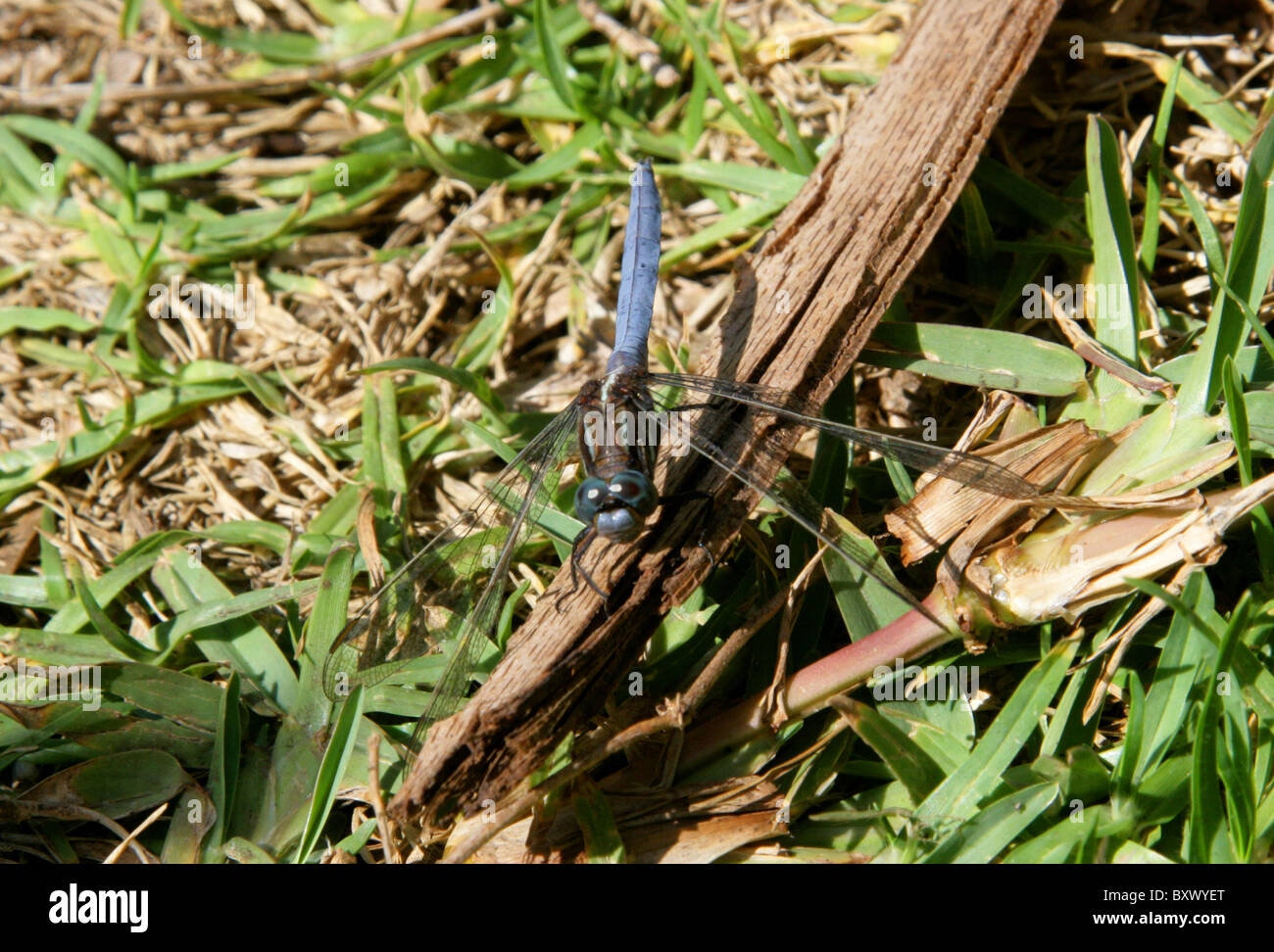 Julia Skimmer Dragonfly, Orthetrum julia, Libellulidae, Odonata ...