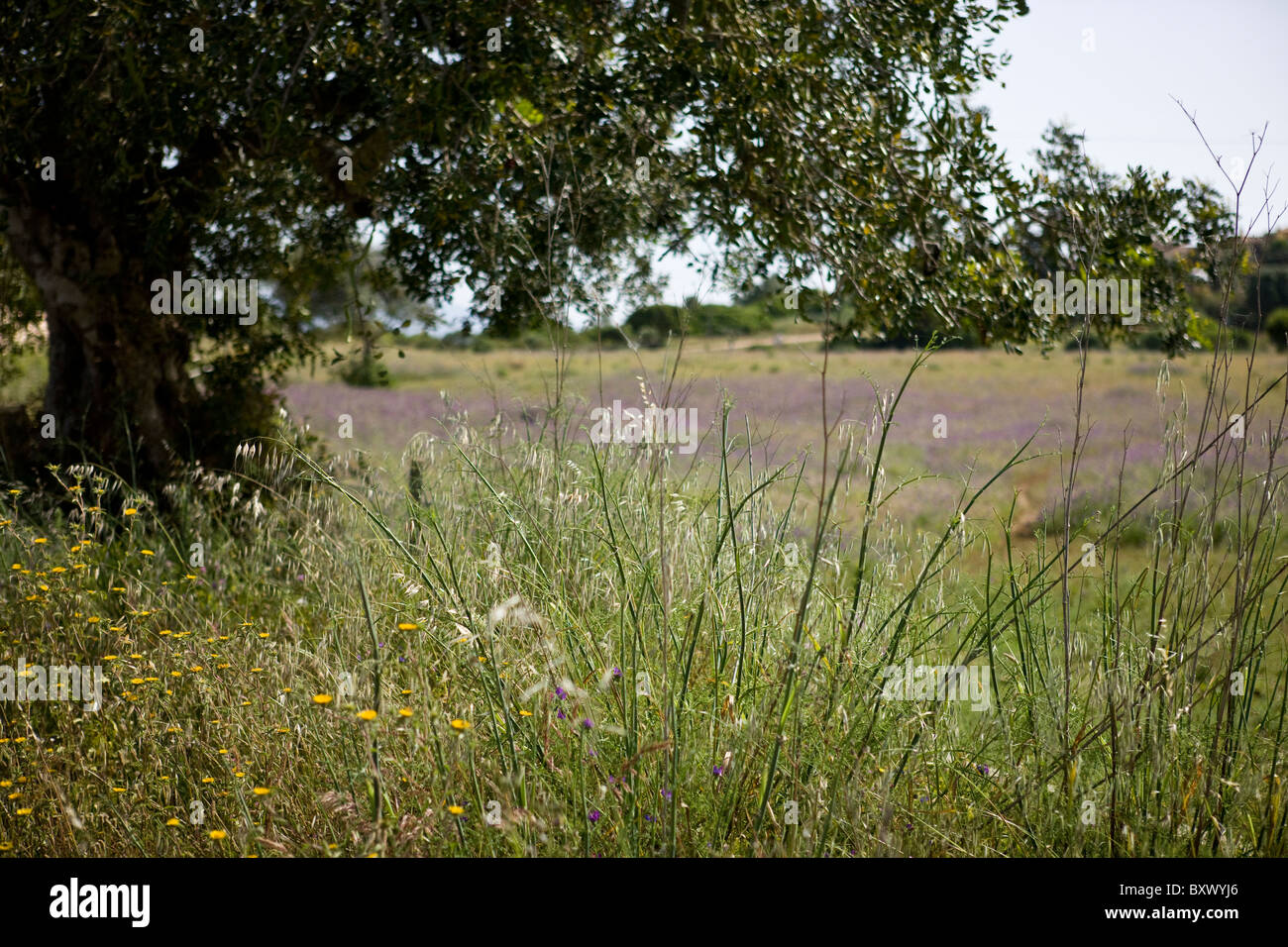 Rural scenic with tree and wildflower meadow Stock Photo - Alamy