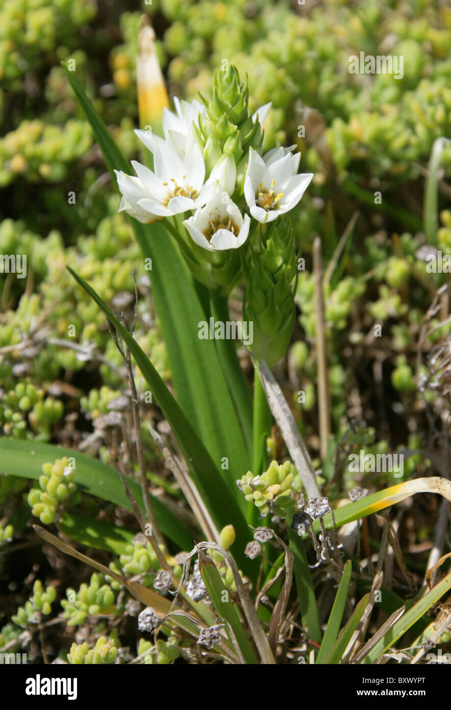 Cape Chincherinchee, Chinkerinchee, Cream Starflower, South-African ...