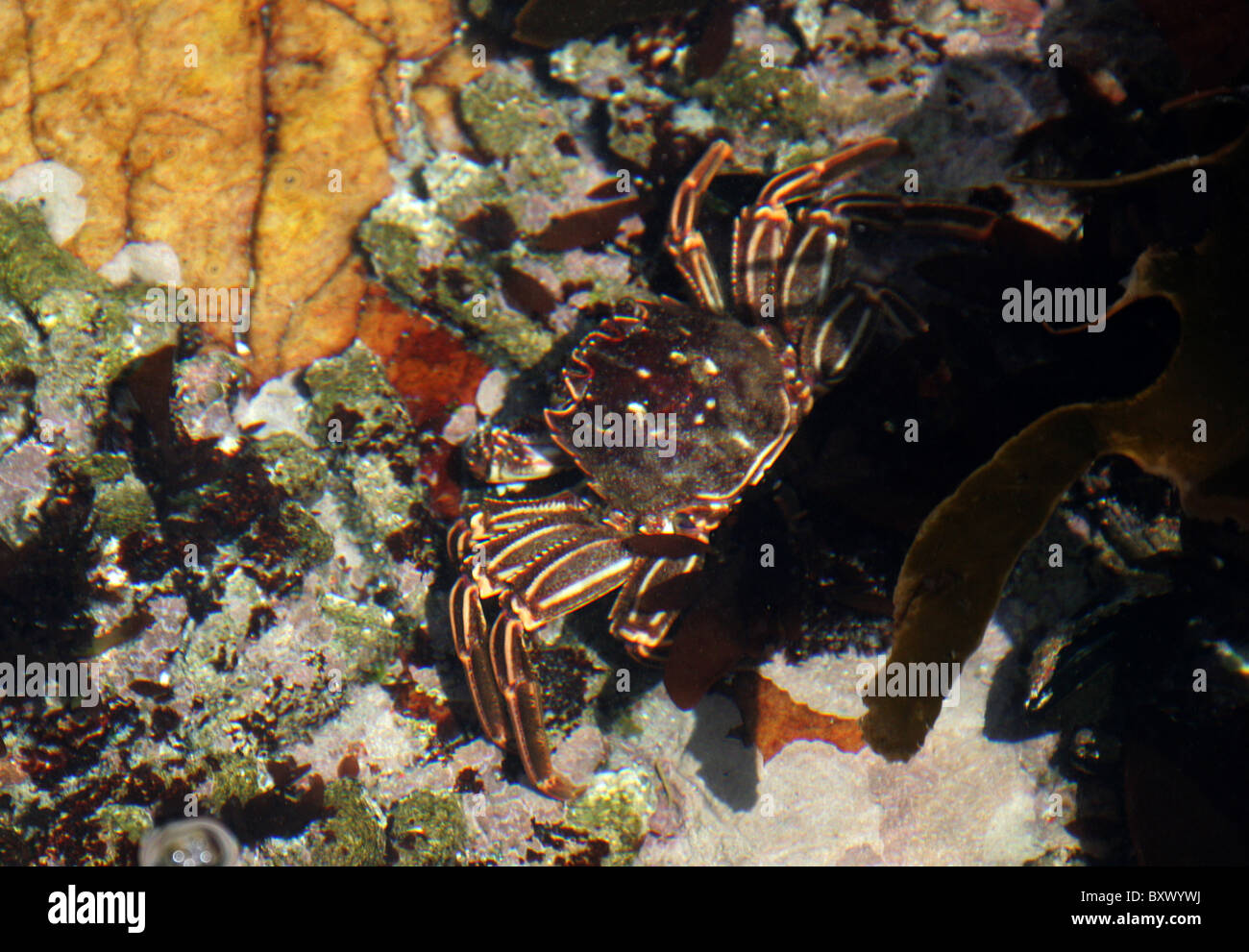 Cape Rock Crab, Plagusia chabrus, Gecarcinidae, Crustacea, Arthropoda ...