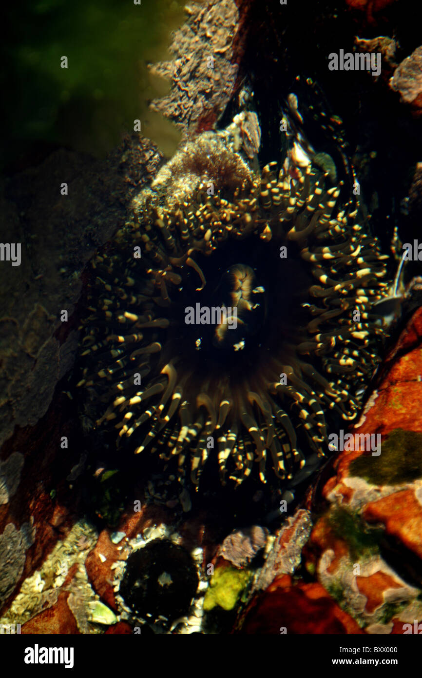 Anemone in a Rock Pool, Hermanus Beach, Western Cape, South Africa ...