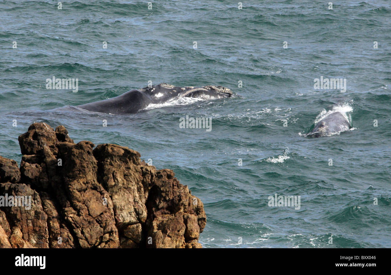 Southern Right Whales, Cow and Calf, Eubalaena australis, Balaenidae ...