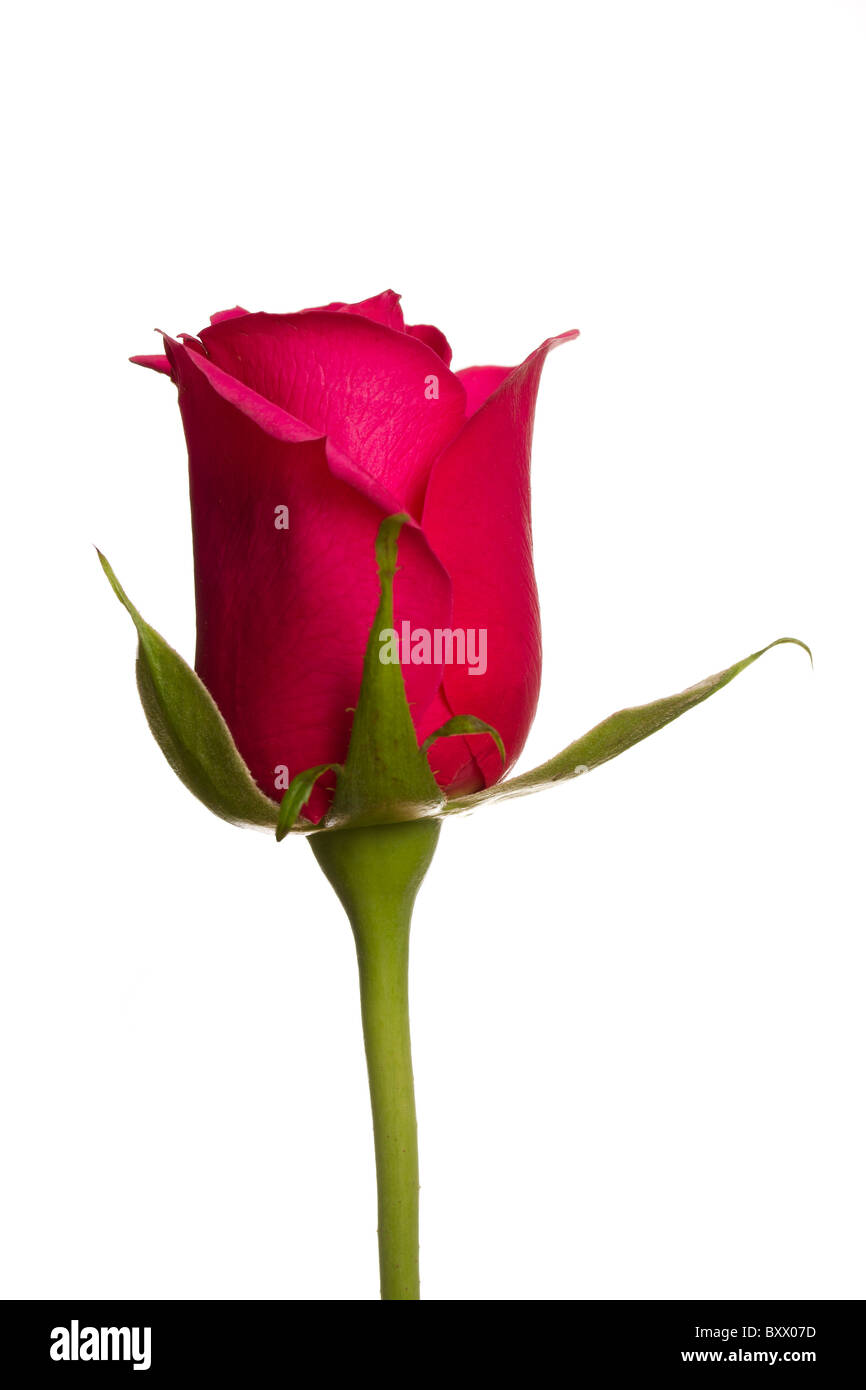 Single pink rose on white background Stock Photo - Alamy