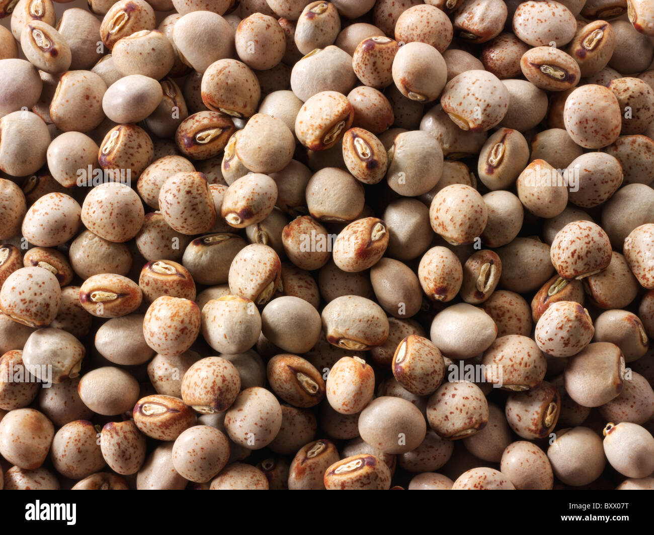 Whole Gunko Beans Stock Photo - Alamy