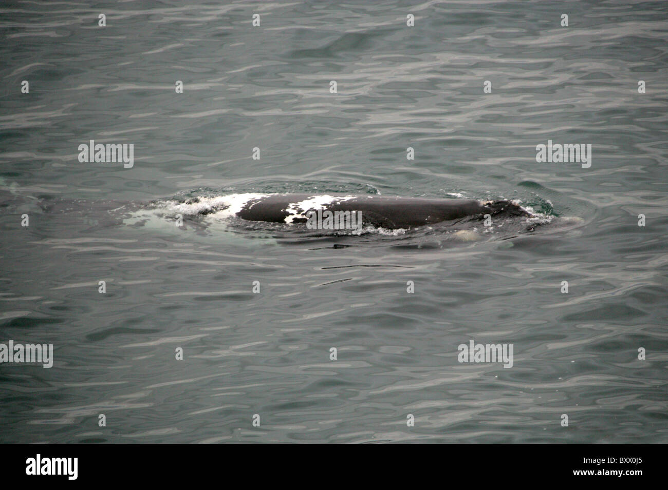 Southern Right Whales, Cow and Calf, Eubalaena australis, Balaenidae ...