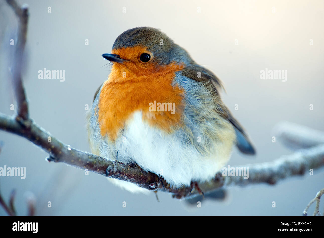 Christmas robin hi-res stock photography and images - Alamy