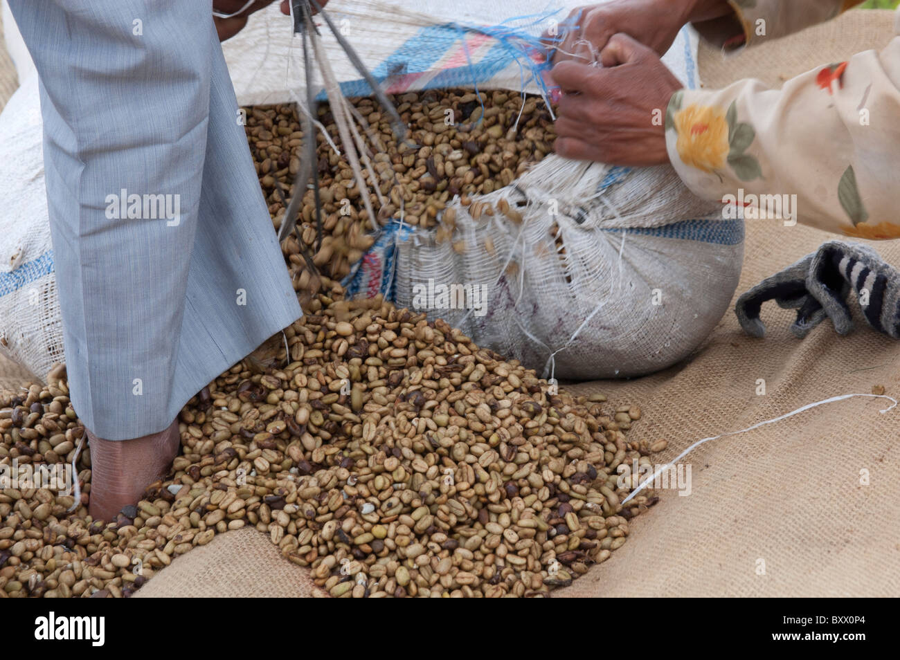 Achinese coffee beans being bagged Stock Photo - Alamy