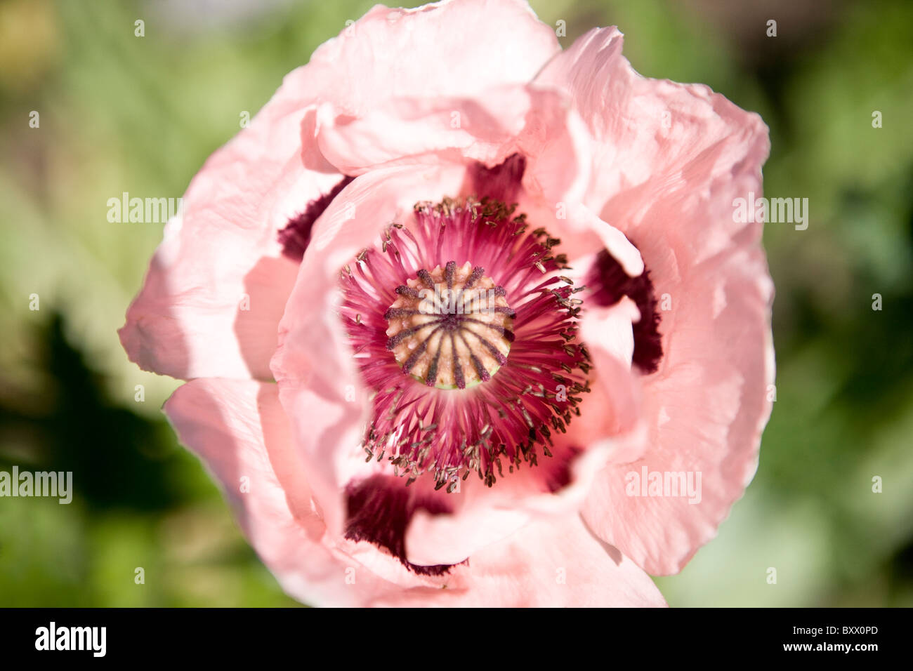 Poppy Flower Above High Resolution Stock Photography and Images - Alamy