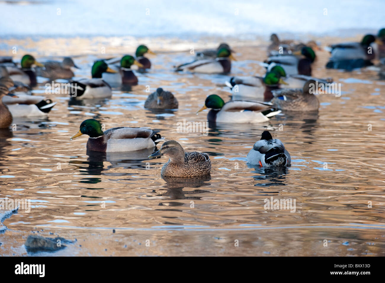 Flock of Mallard ducks sitting in unfrozen water on a frozen lake ...