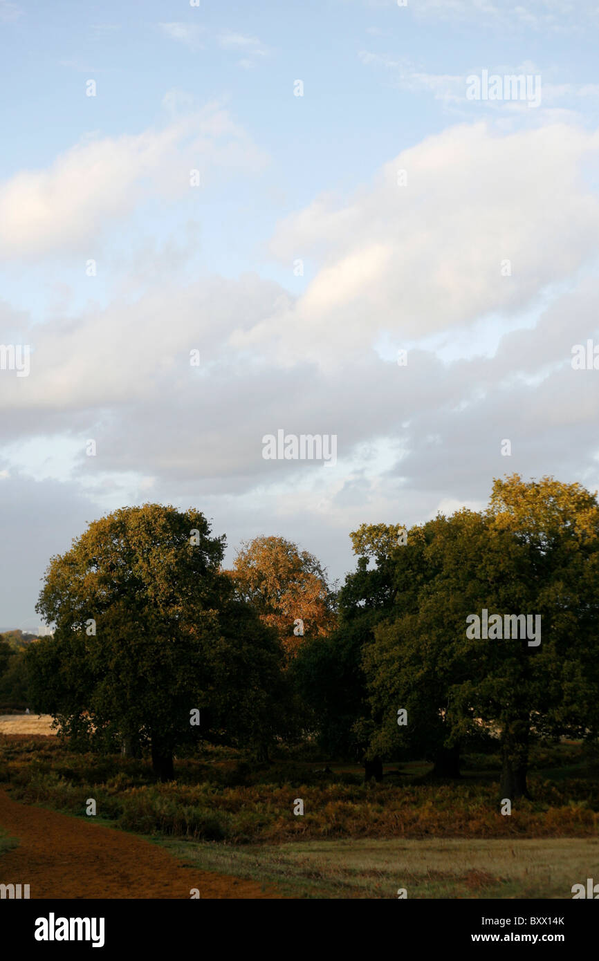 A landscape view of trees in Richmond Park in autumn Stock Photo - Alamy