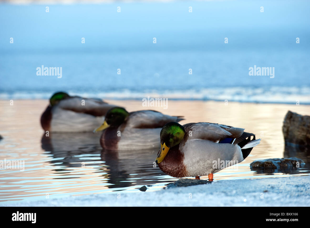 Flock of Mallard ducks sitting in unfrozen water on a frozen lake ...