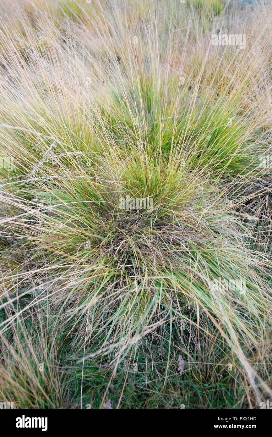 Fine stalks of grass in Richmond Park London Stock Photo - Alamy
