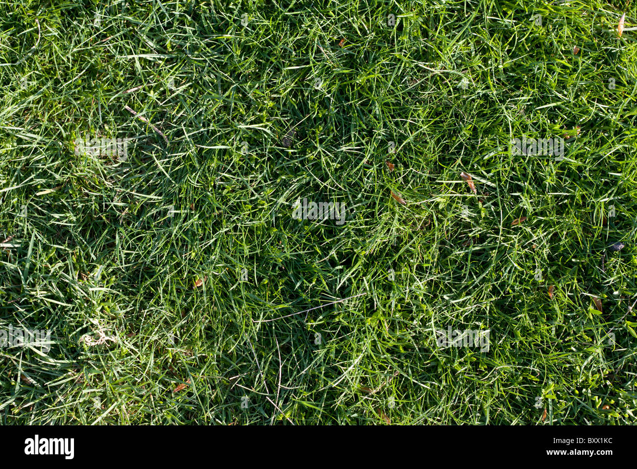 Patch of lawn hi-res stock photography and images - Alamy